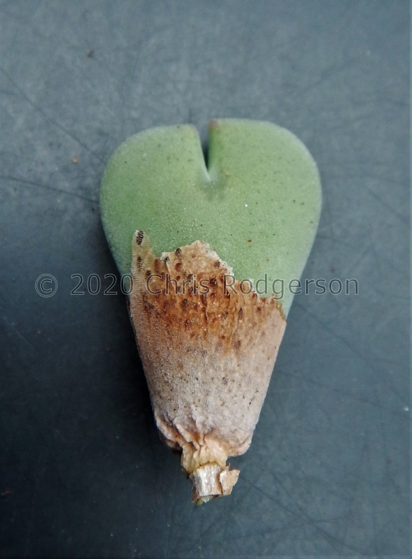 (4) trim the stem to a few mm from the body